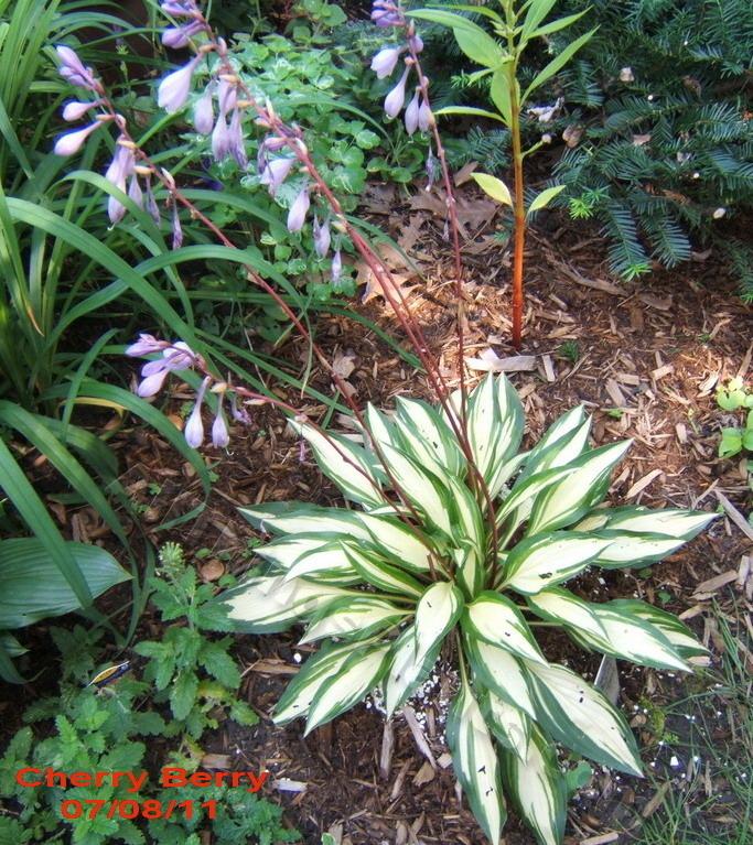 Photo of the bloom of Hosta 'Cherry Berry' posted by ViolaAnn - Garden.org