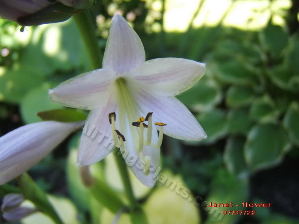 Photo of the bloom of Hosta 'Janet' posted by ViolaAnn - Garden.org