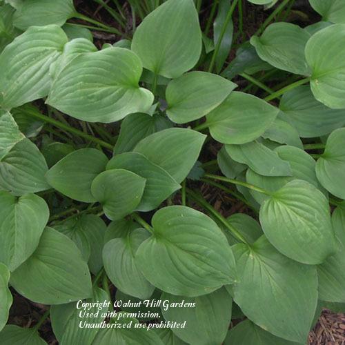 Hosta 'Jade Tiara' in the Hostas Database - Garden.org