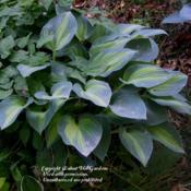 Hosta 'June' in the Hostas Database - Garden.org