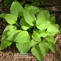 Photo of the leaves of Hosta 'Gold Drop' posted by vic - Garden.org