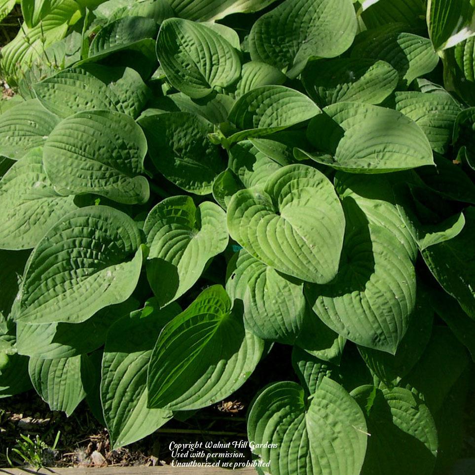 Hosta 'Happy Hearts' in the Hostas Database - Garden.org