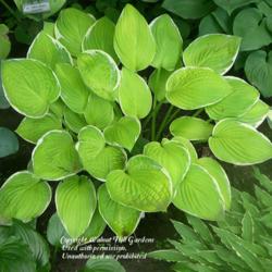 Hosta 'Moonlight' in the Hostas Database - Garden.org