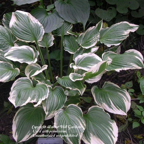Photo of the leaves of Hosta 'Spring Fling' posted by vic - Garden.org