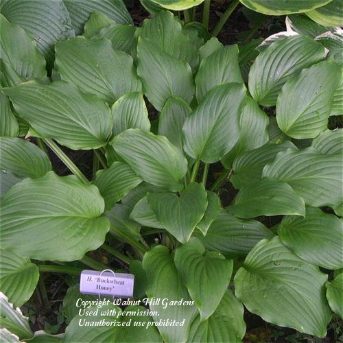 Hosta 'Buckwheat Honey' in the Hostas Database - Garden.org