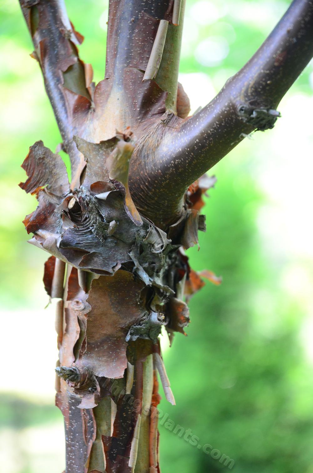 Photo of the stem, scape, stalk or bark of Paperbark Maple (Acer ...
