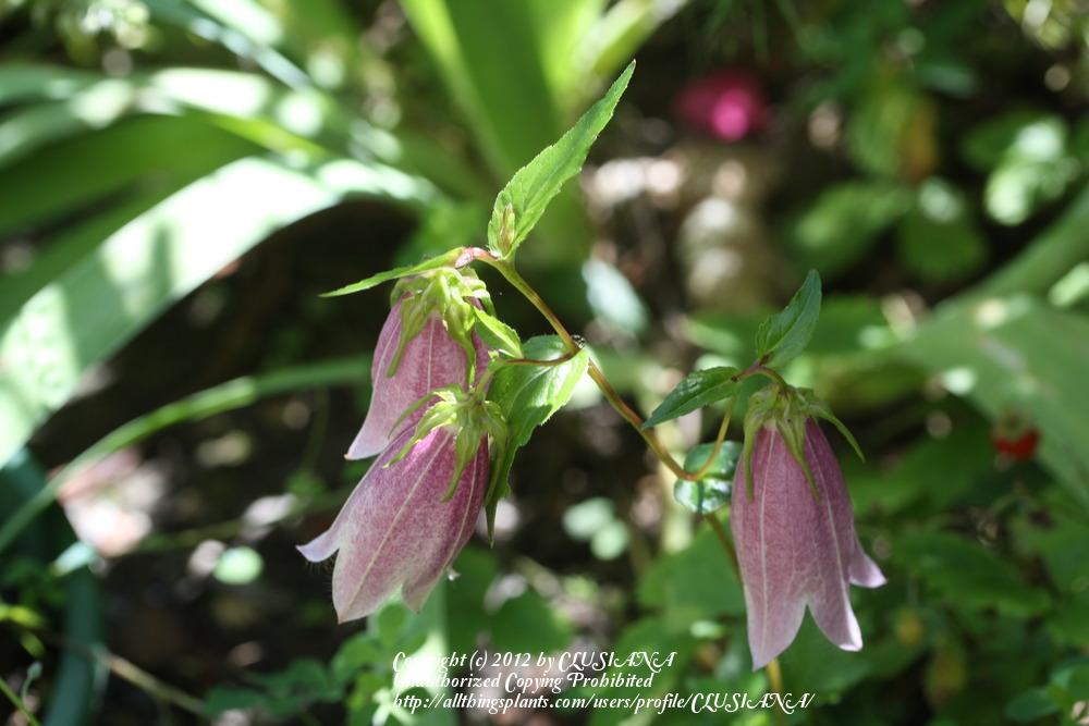 Spotted Bellflower (Campanula punctata 'Pink Chimes') in the ...