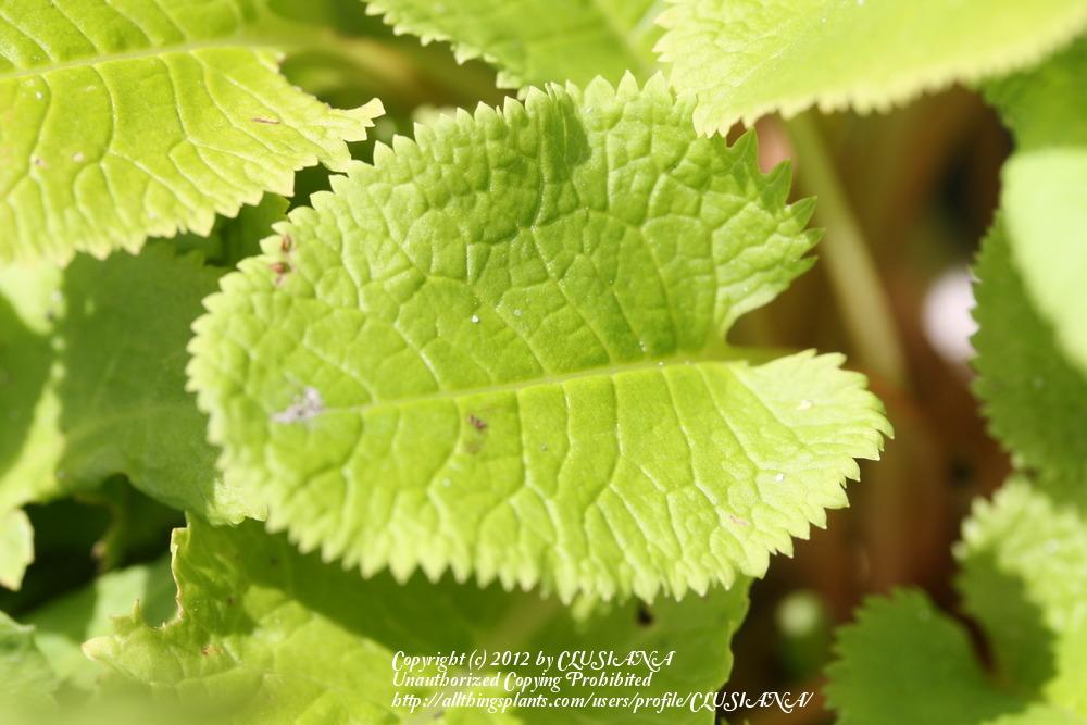 Candelabra Primrose (Primula helodoxa) in the Primroses Database ...