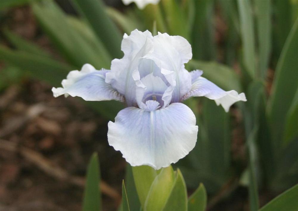 Photo of the bloom of Standard Dwarf Bearded Iris (Iris 'Bombay ...