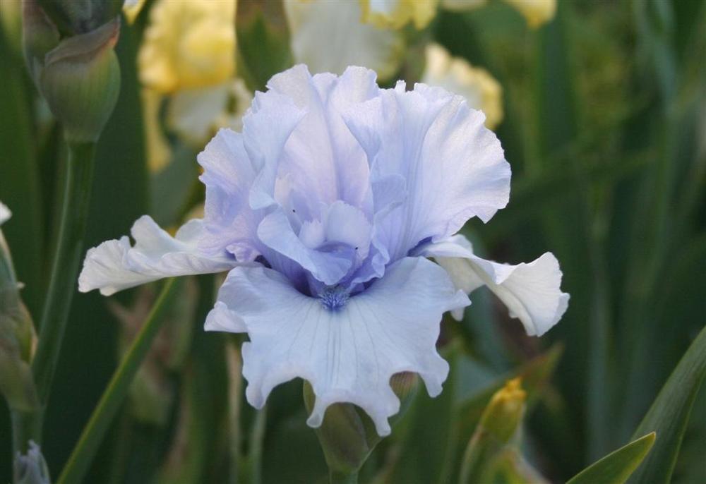 Photo of the bloom of Tall Bearded Iris (Iris 'Blue Trill') posted by ...