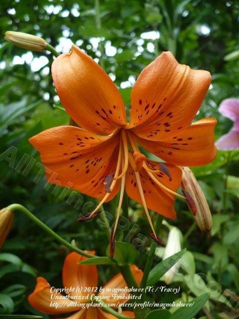Lily (Lilium 'Smiley') in the Lilies Database - Garden.org