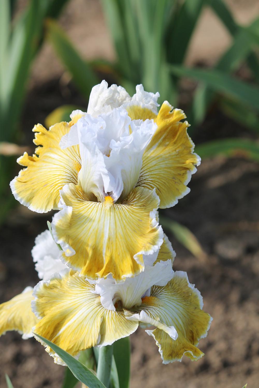 Photo of the bloom of Tall Bearded Iris (Iris 'Baby I Love You') posted ...