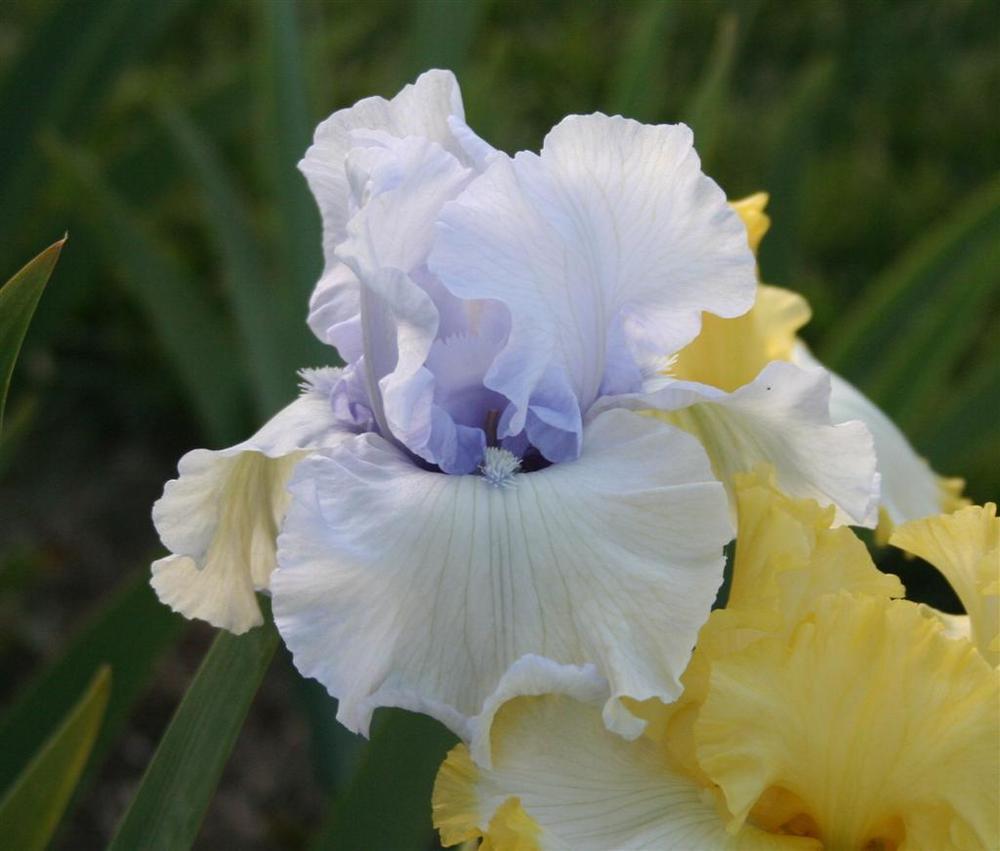Photo of the bloom of Tall Bearded Iris (Iris 'Face of an Angel ...