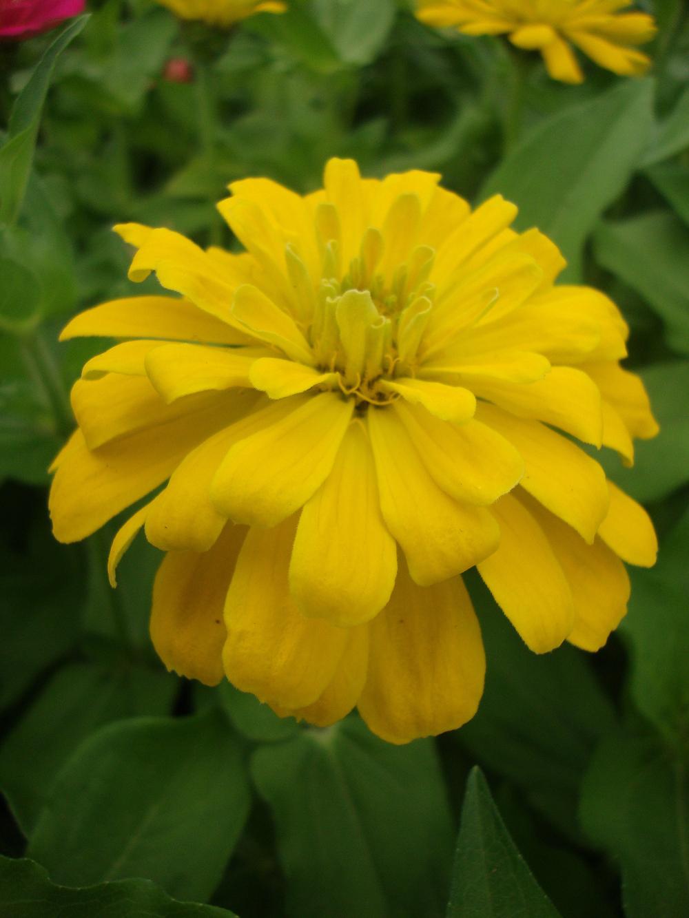 Zinnia (Zinnia elegans 'Dreamland Yellow') - Garden.org