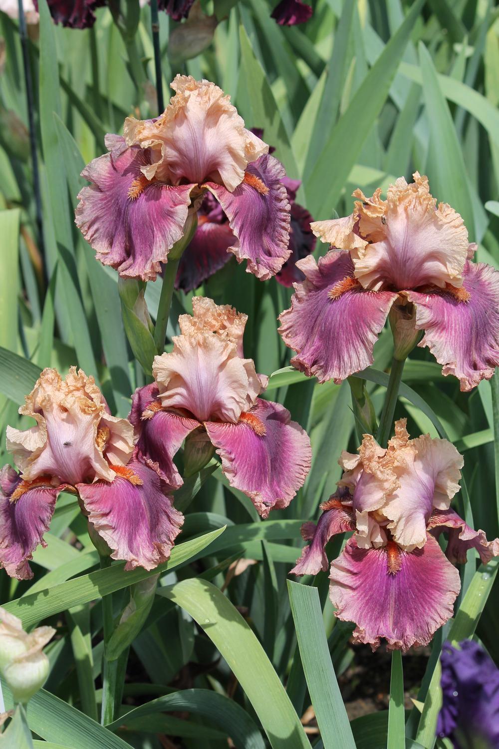 Photo of the bloom of Tall Bearded Iris (Iris 'Pretty Witch') posted by ...
