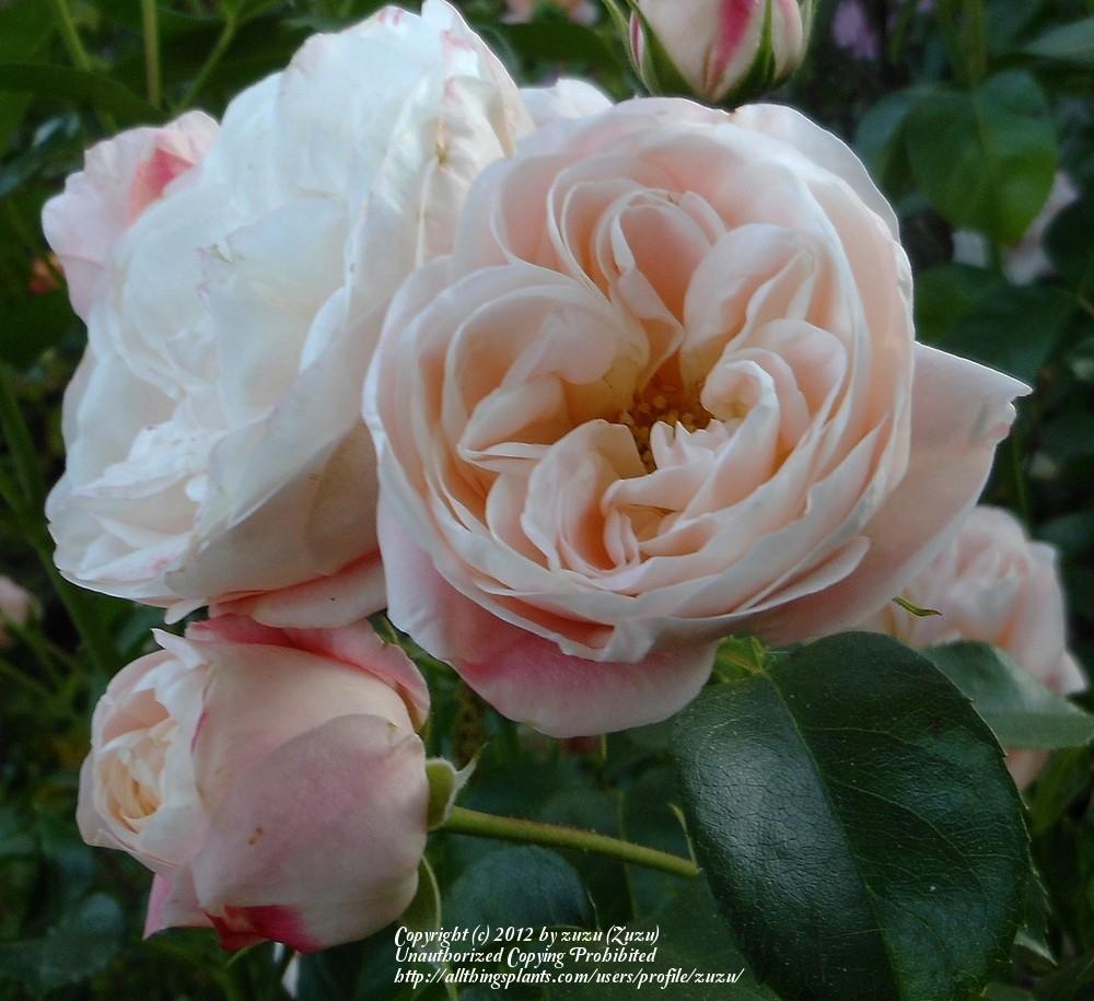 Rose (Rosa 'Carcassonne Castle') in the Roses Database - Garden.org