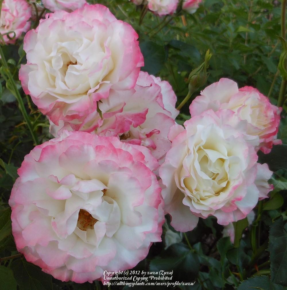 Photo of the bloom of Rose (Rosa 'Delany Sisters') posted by zuzu ...