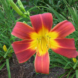 Daylily (Hemerocallis 'Red Magic') in the Daylilies Database - Garden.org