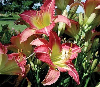 Daylily (Hemerocallis 'Coot Rose') in the Daylilies Database - Garden.org