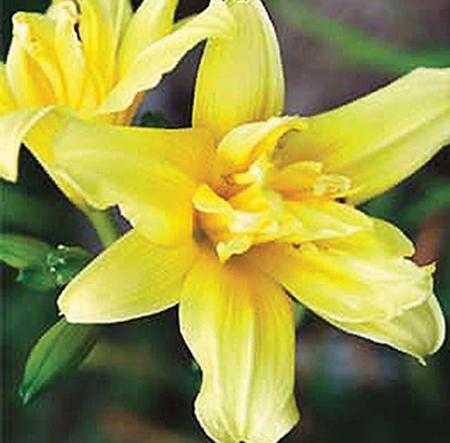 Daylily (Hemerocallis 'Double Charm') in the Daylilies Database - Garden.org