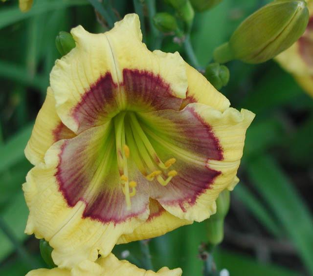 Photo of the bloom of Daylily (Hemerocallis 'Jason Salter') posted by Joy - Garden.org