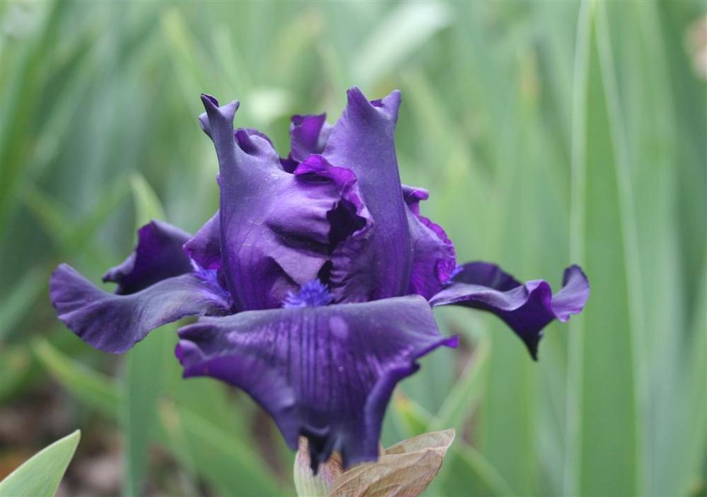 Photo of the bloom of Tall Bearded Iris (Iris 'Night Ruler') posted by ...