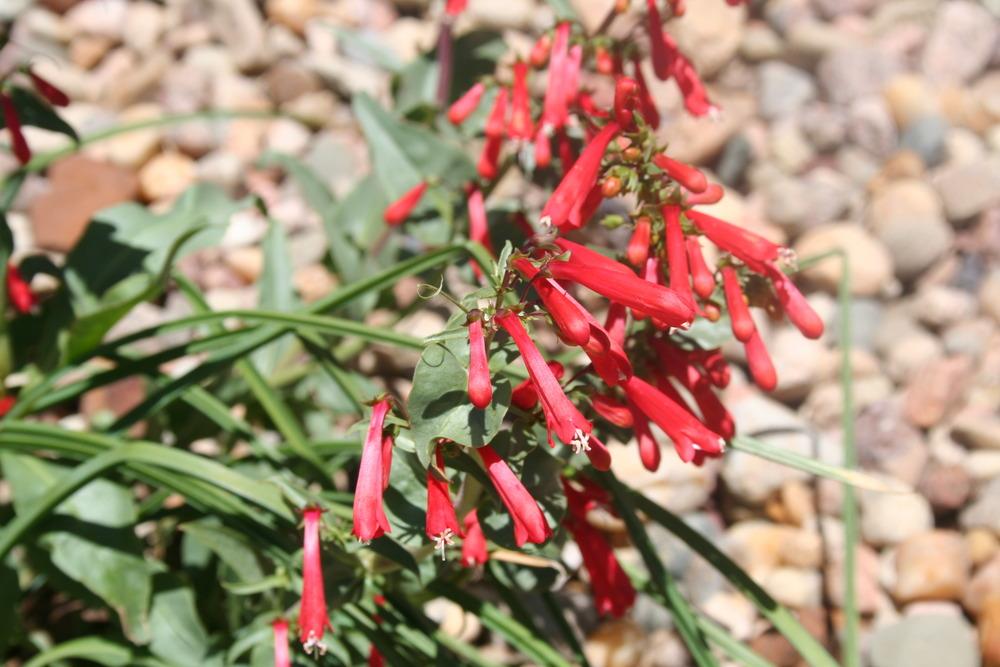 Penstemons: Plant Care and Collection of Varieties - Garden.org