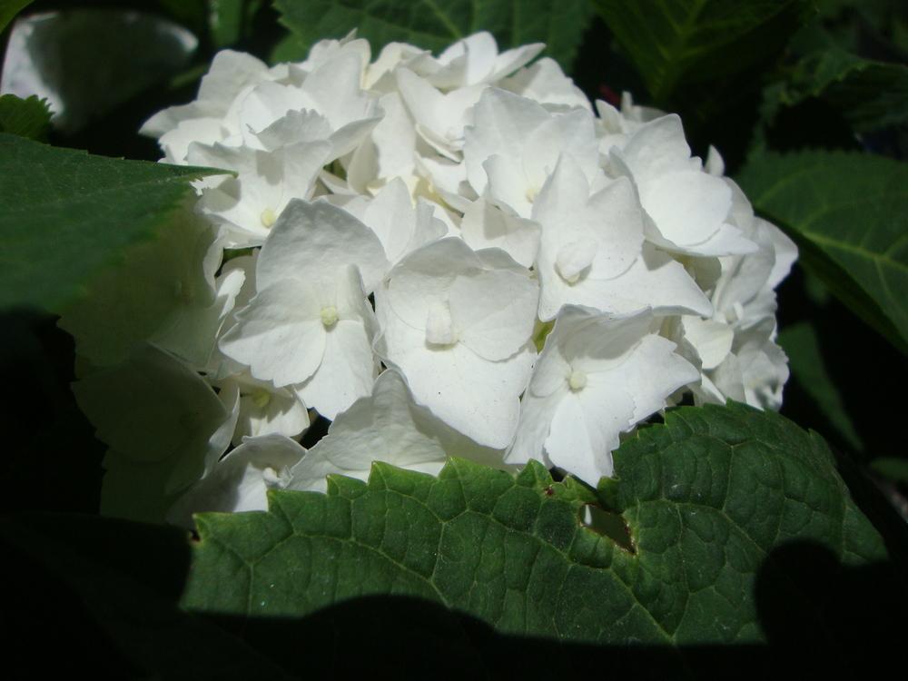 Photo of the bloom of Hydrangea (Hydrangea macrophylla Endless Summer ...
