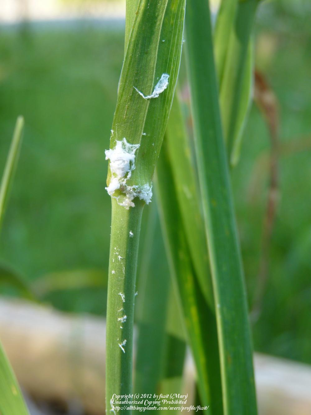What is this on Lady Neva Scape/Buds? in the Daylilies forum - Garden.org