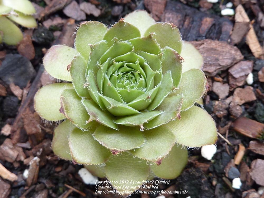 Photo of the entire plant of Hen and Chicks (Sempervivum 'Old Copper ...