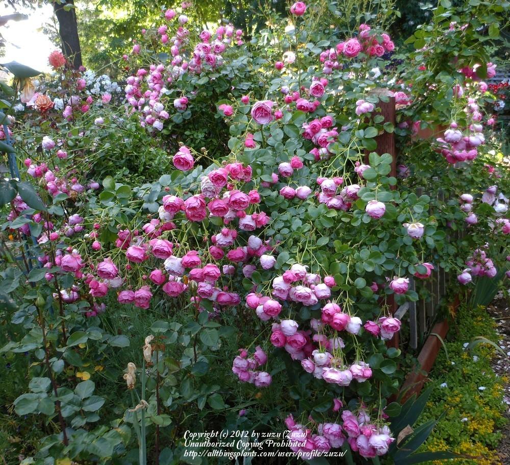 Photo of the entire plant of Rose (Rosa 'Pomponella') posted by zuzu ...