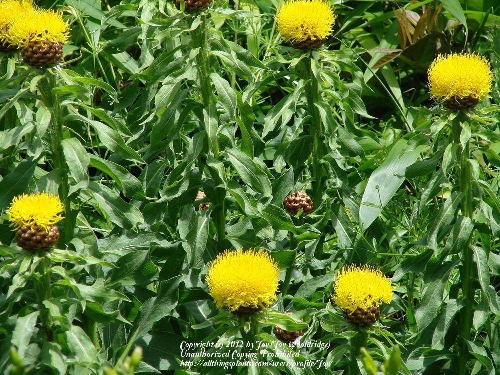 Photo of the leaves of Lemon Fluff Knapweed (Centaurea macrocephala ...