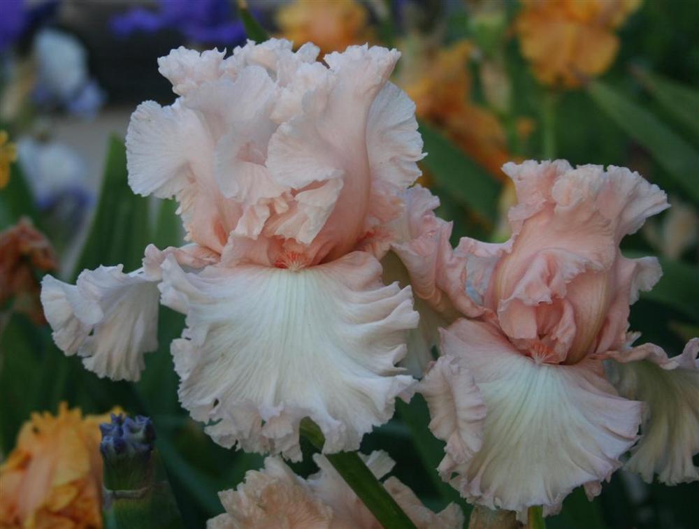 Photo of the bloom of Tall Bearded Iris (Iris 'Picture Book') posted by ...