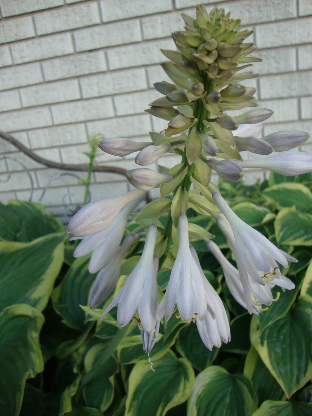 Photo of the bloom of Hosta 'Victory' posted by Paul2032 - Garden.org