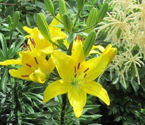 Lily (Lilium 'Traveller') in the Lilies Database - Garden.org