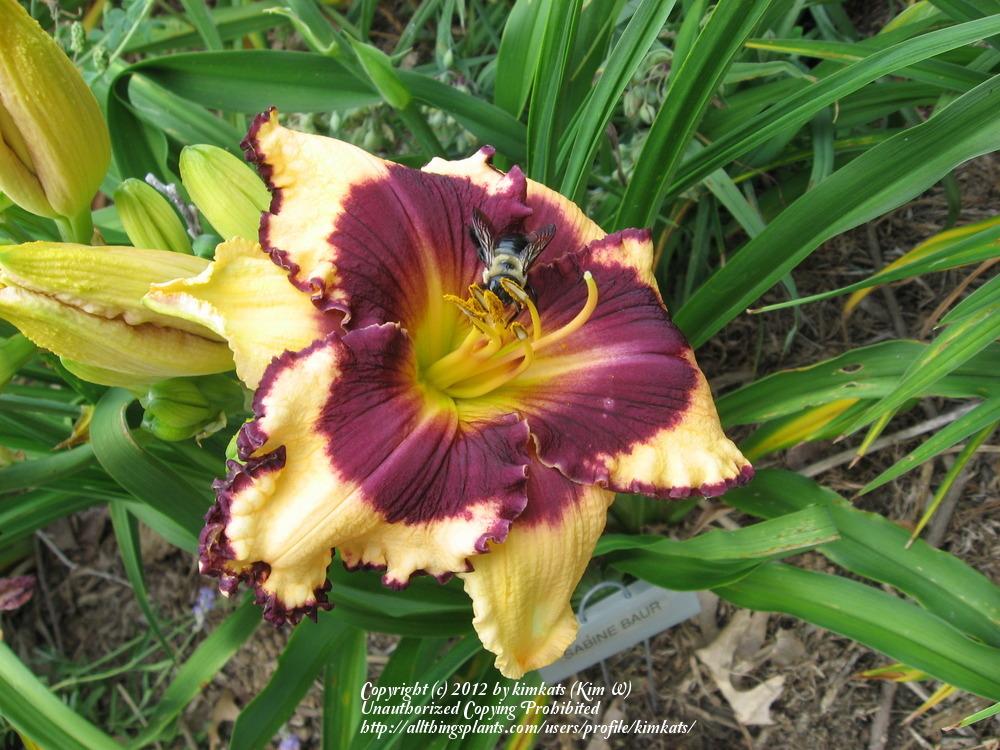 Photo of the bloom of Daylily (Hemerocallis 'Sabine Baur') posted by kimkats - Garden.org