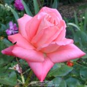 Rose (Rosa 'Sonia') in the Roses Database - Garden.org