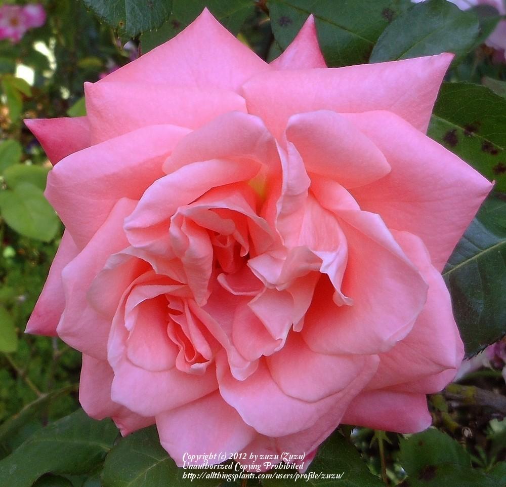 Rose (Rosa 'Sonia') in the Roses Database - Garden.org