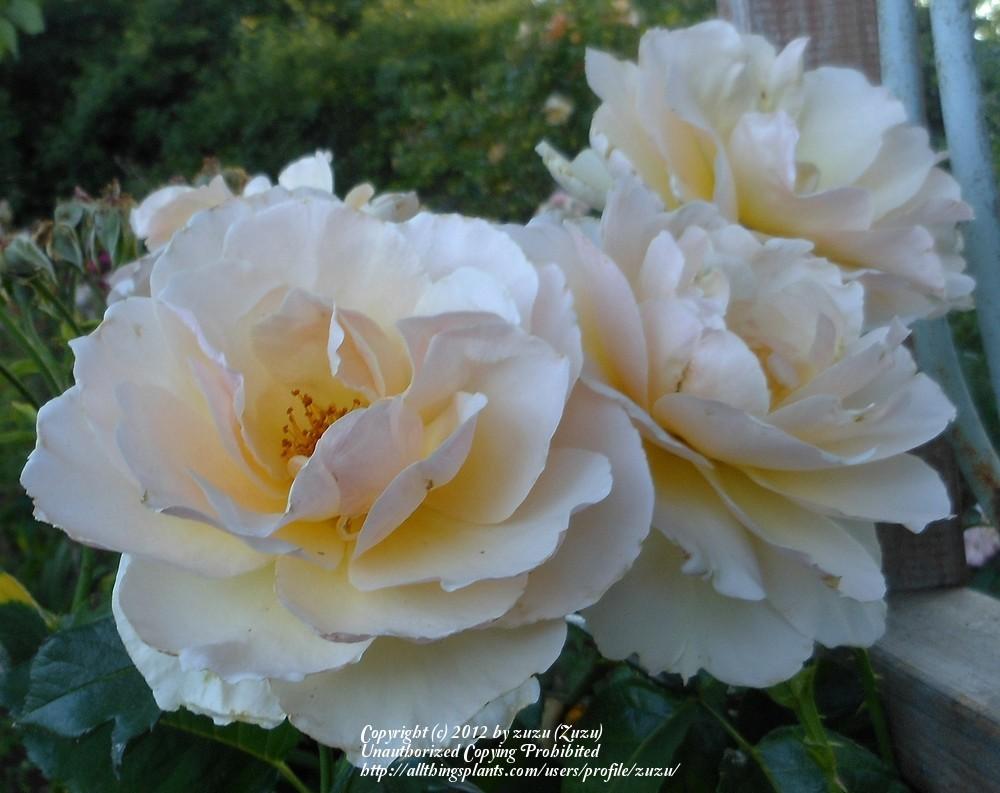 Photo of the bloom of Rose (Rosa 'Susan Daniel') posted by zuzu ...