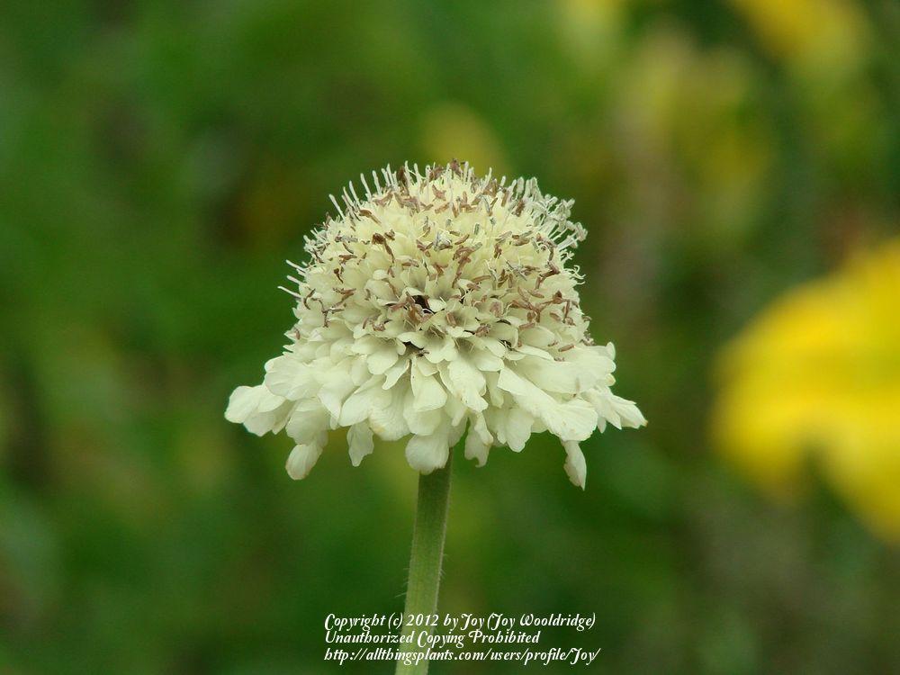 Photo of the bloom of Yellow Scabiosa (Scabiosa ochroleuca) posted by ...
