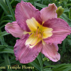 Photo of the bloom of Daylily (Hemerocallis 'Chinese Temple Flower ...
