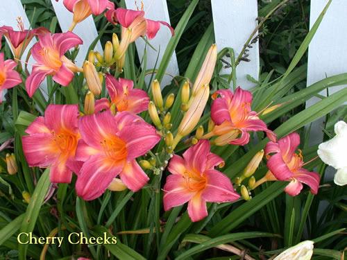Photo of the entire plant of Daylily (Hemerocallis 'Cherry Cheeks ...