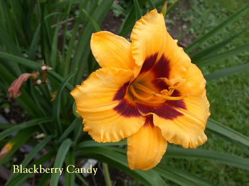 Photo of the bloom of Daylily (Hemerocallis 'Blackberry Candy') posted ...