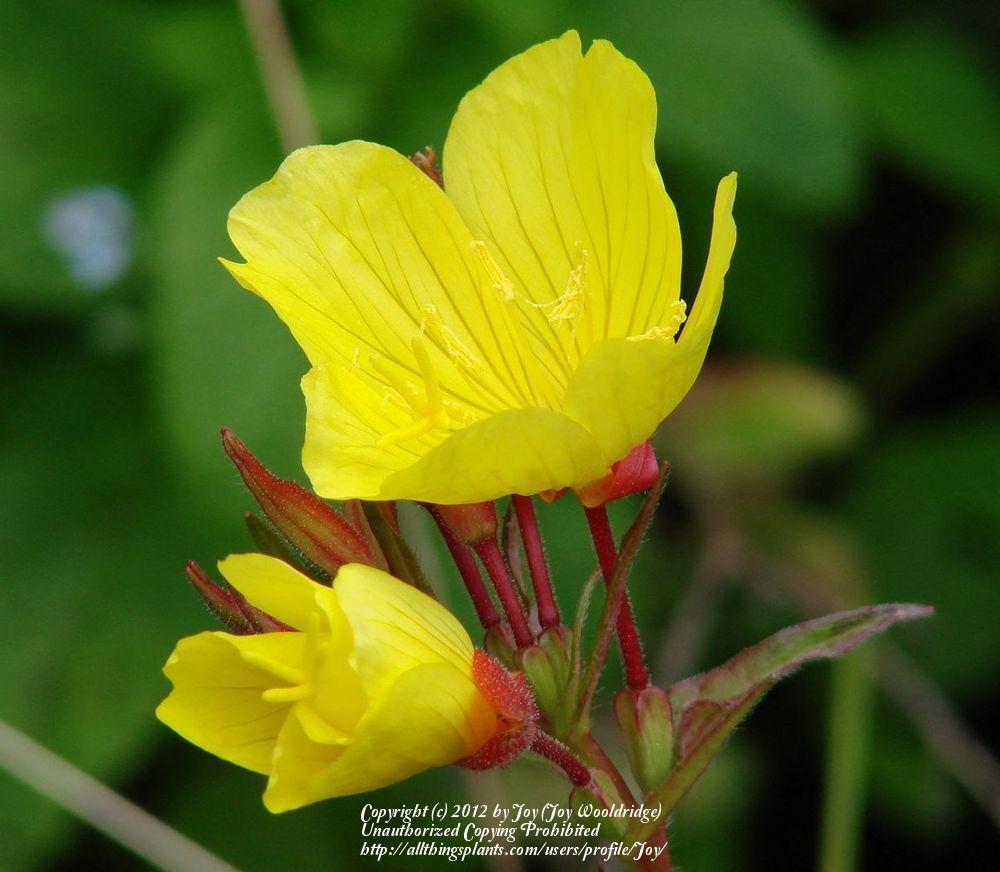 Photo of the bloom of Sundrops (Oenothera fruticosa subsp. glauca ...