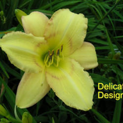 Photo of the bloom of Daylily (Hemerocallis 'Delicate Design') posted ...