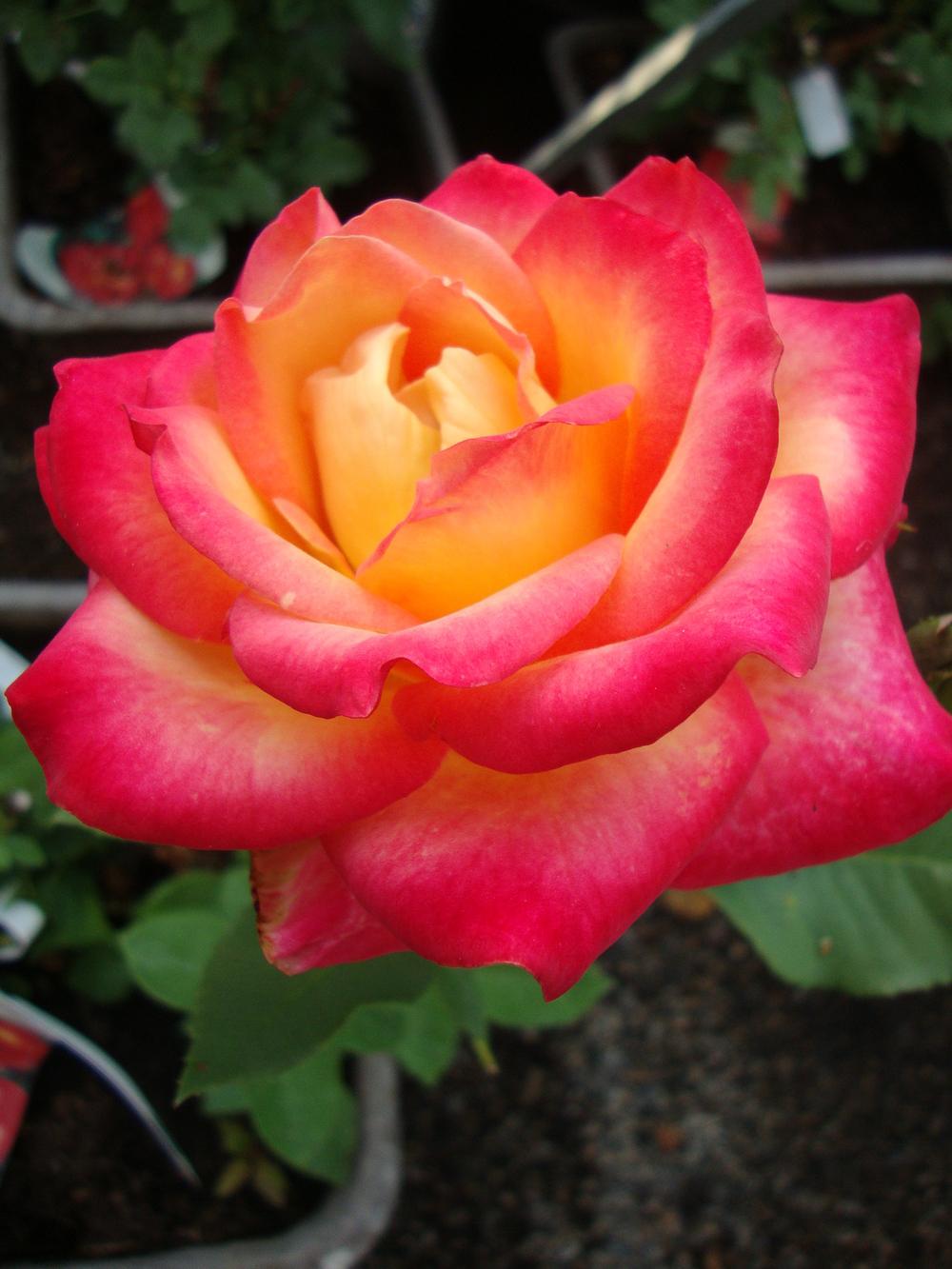 Photo of the bloom of Rose (Rosa 'Perfect Moment') posted by Paul2032 ...