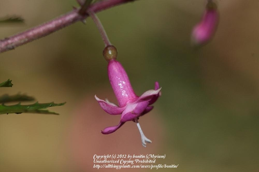 Photo of the bloom of Small Leaf Fuchsia (Fuchsia microphylla) posted ...