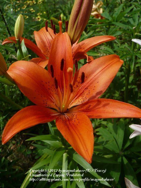 Lily (Lilium 'Red Vision') in the Lilies Database - Garden.org