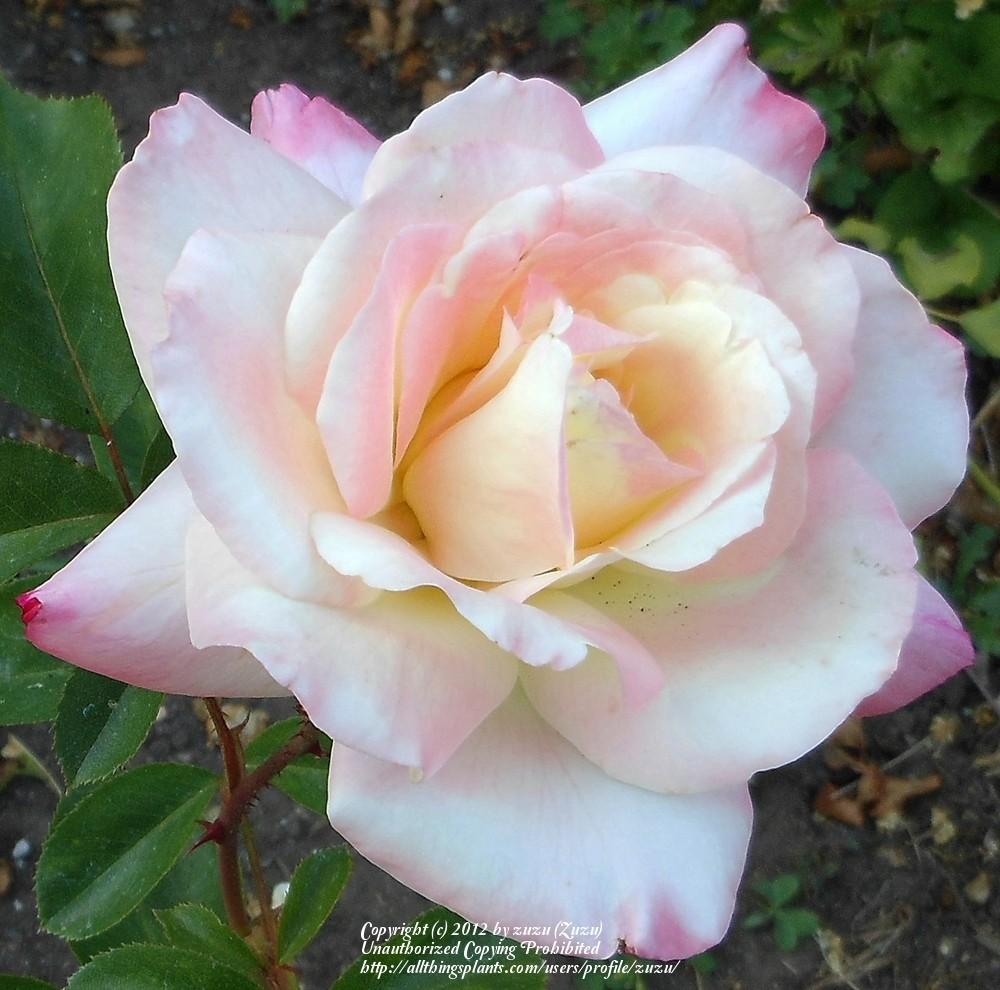 Home Décor Vanilla Rose Candles Container Candles etna.com.pe