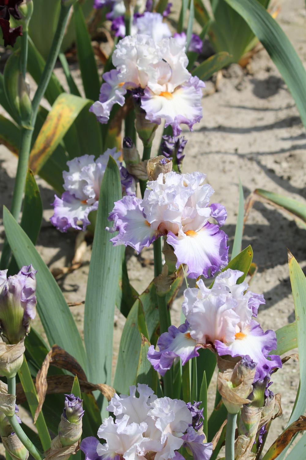 Photo of the bloom of Tall Bearded Iris (Iris 'Polite Applause') posted ...